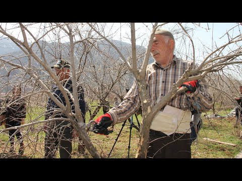 Bitlis’te ağaç budama sezonu başladı