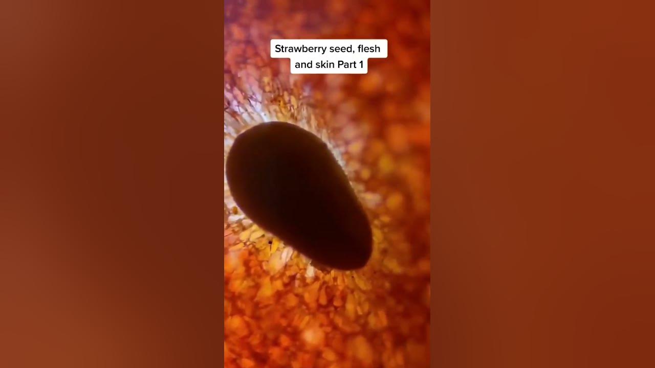 Strawberry Under A Microscope Part 1 Youtube