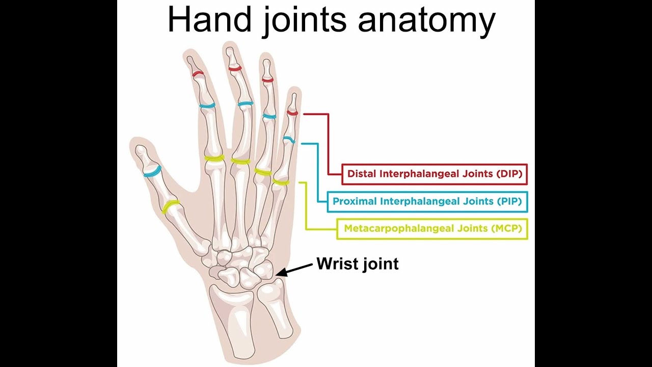 Anatomy of the wrist joint; Articulations, movement and joint type ...