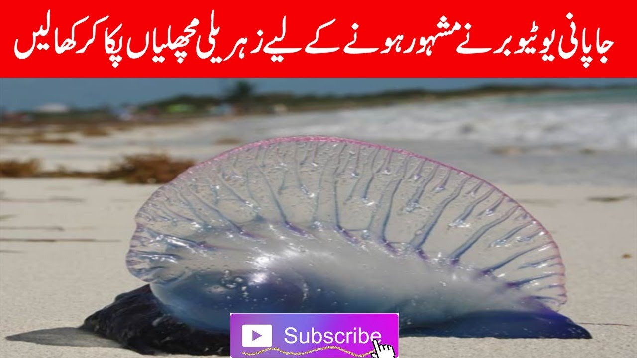 Japanese YouTuber cooks and eats poisonous fish to become famous - YouTube