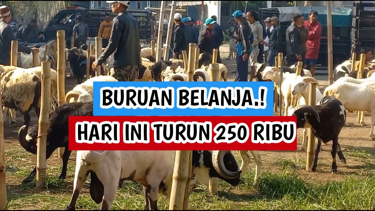 Pasar domba Batujajar Hari ini harga domba turun Sampai dengan 250 Ribu ...