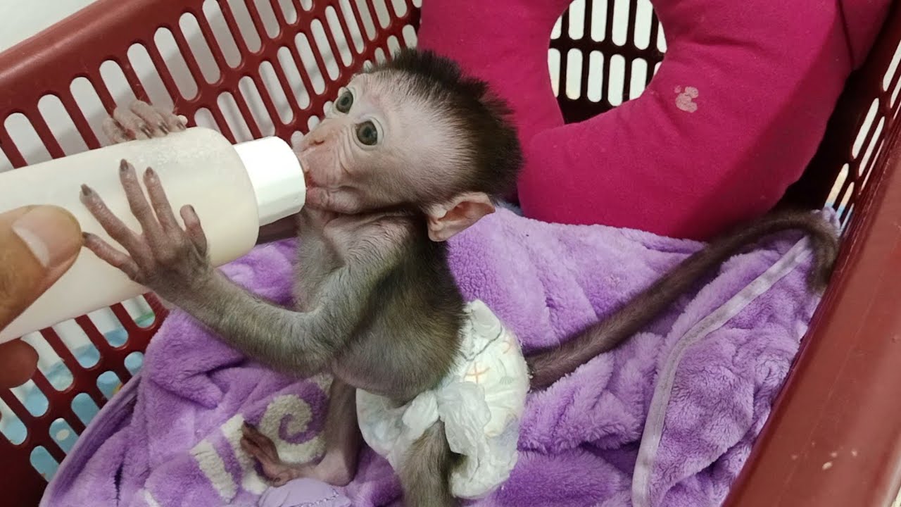 baby monkey get routine milk. - YouTube