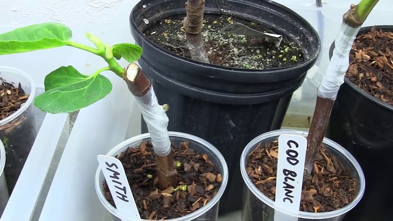 Grafting Fig Trees | Chip Bud Grafting - YouTube