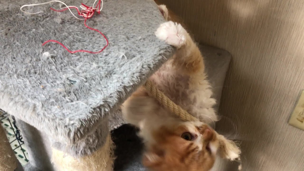 82th Cat's Daily Life Rare Cats La Palma siblings Koo & Kai／82回珍しい猫種ラ ...