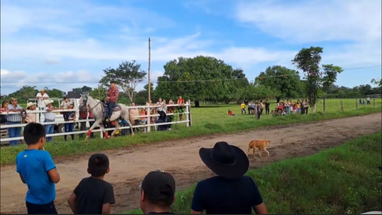 El Jabalí de fiesta rey feo de la USAC conductor del evento - YouTube