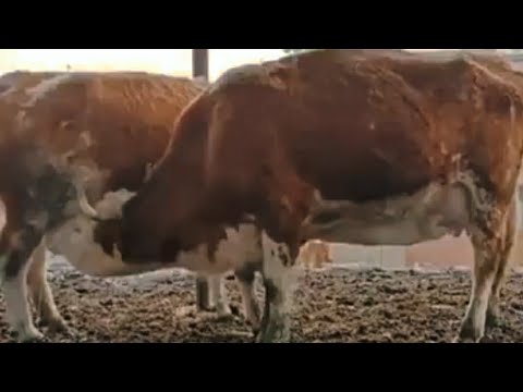 two cows milking each other #cow #milk