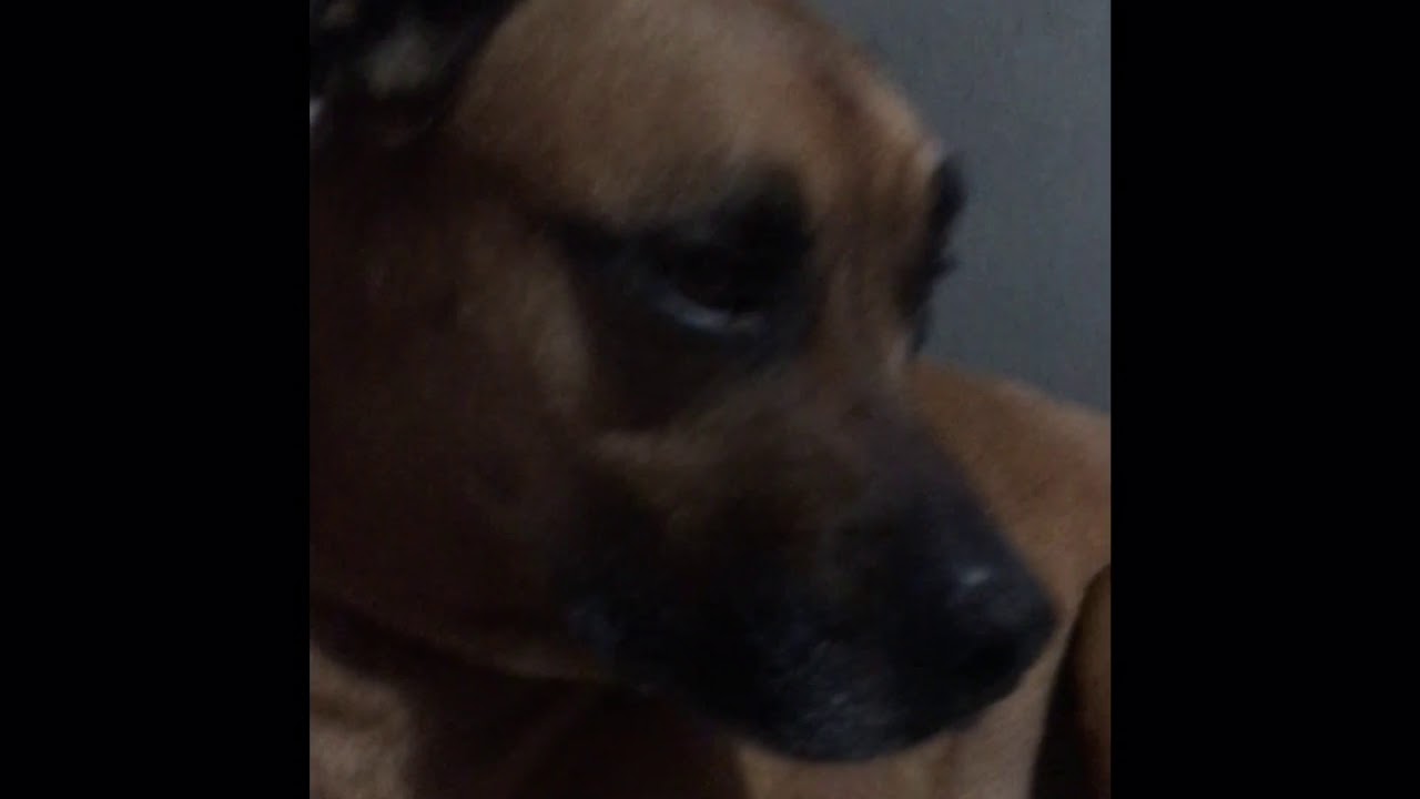 Dog makeup tutorial - YouTube
