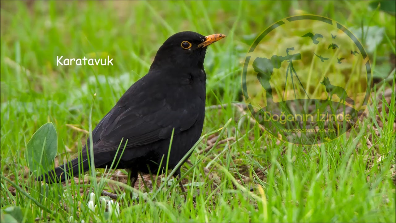Karatavuk #karatavuk #karatavuksesi - YouTube