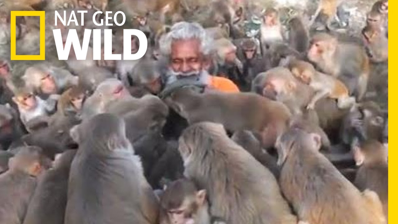 What Not To Do When Interacting With Monkeys | Nat Geo Wild - YouTube