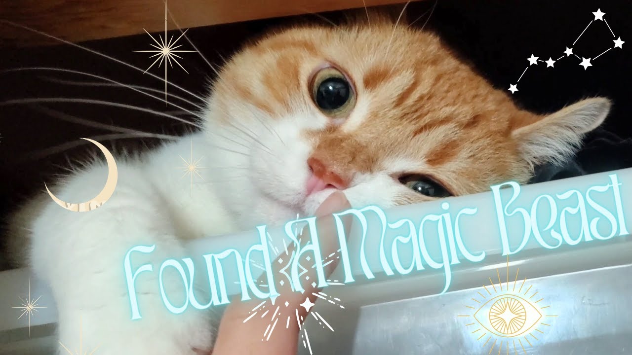 Found A Magical Beast Cat #cat #beast - YouTube