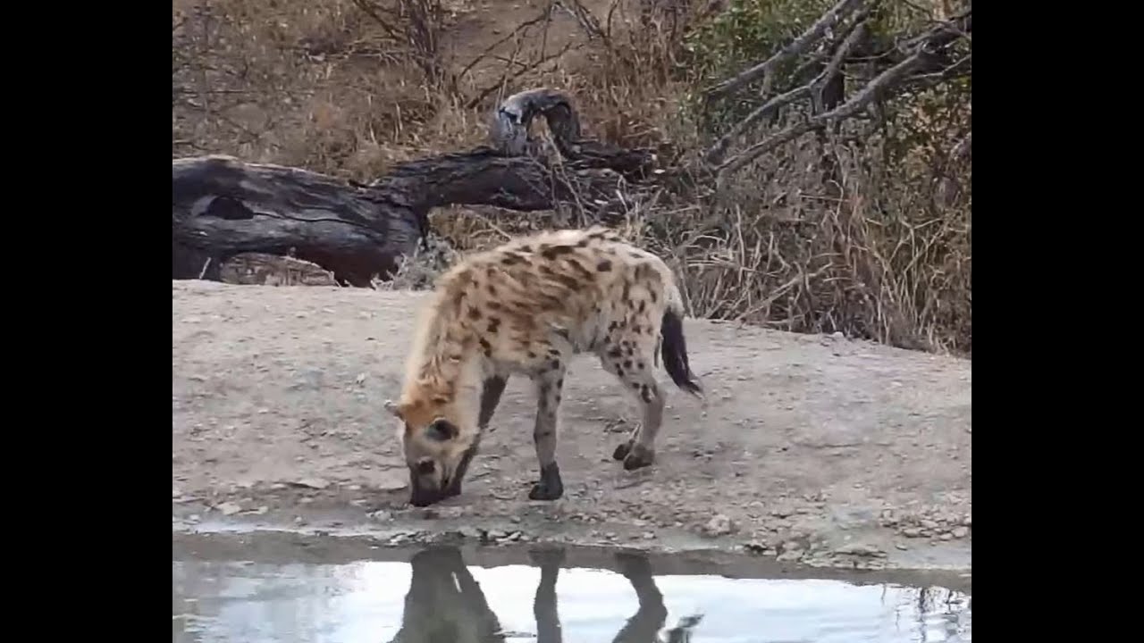 Goblin the young Hyena. 07 09 2022 - YouTube