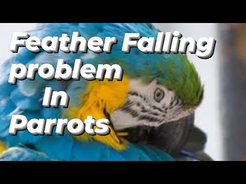 Why My Parrot's Feathers are Falling? | Feather Falling | Solutions ...