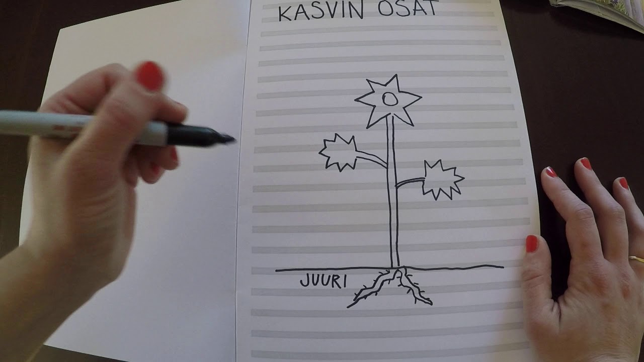 Kasvin osat - YouTube