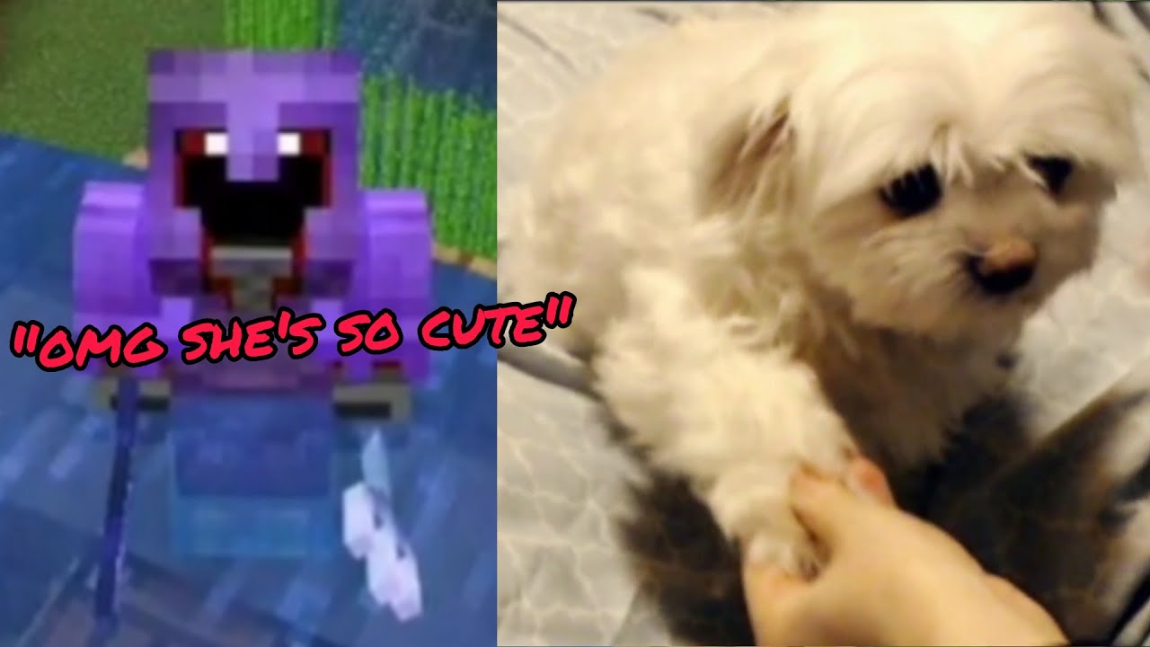 BadBoyHalo Gives Rat Treats (super cute & wholesome) - YouTube