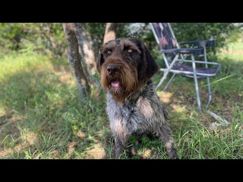 Deutsch Drahthaar VİDEOLARI FERMA  Keklik Avı #drahthaar #aport#avköpeği #keklikavi#hunting#ERZİNCAN