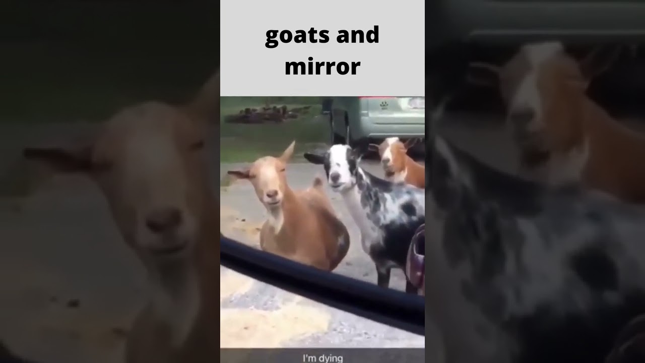 goats and mirror#shorts - YouTube