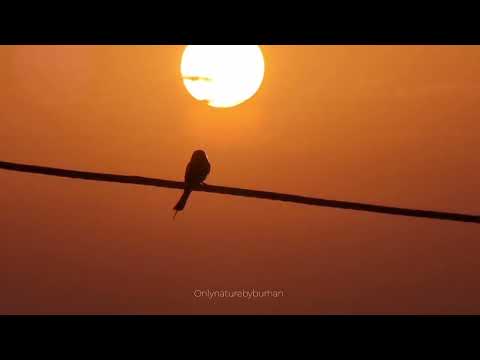 Serene Morning Delight - A Spectacular Sunrise  Blissful Bird Songs