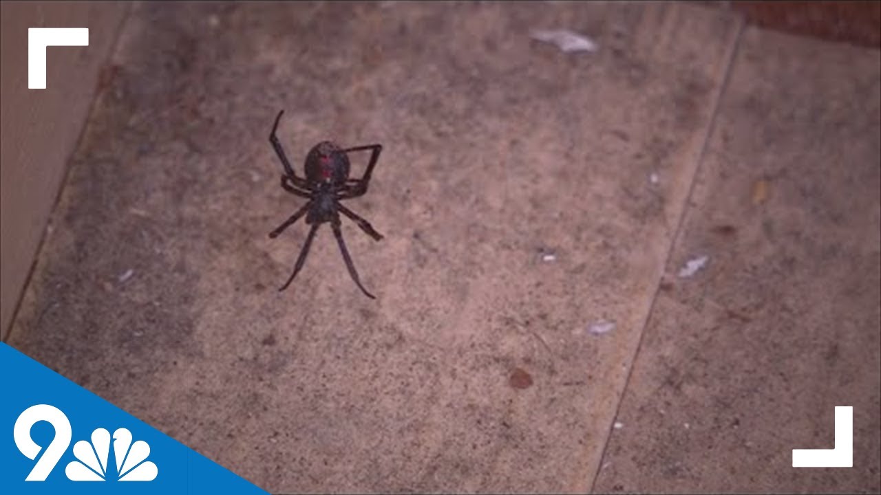More black widow spiders spotted in Denver this year - YouTube