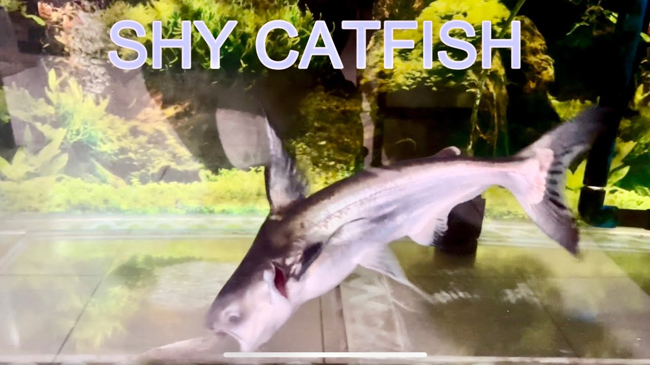 Shy catfish | Paroon shark - YouTube