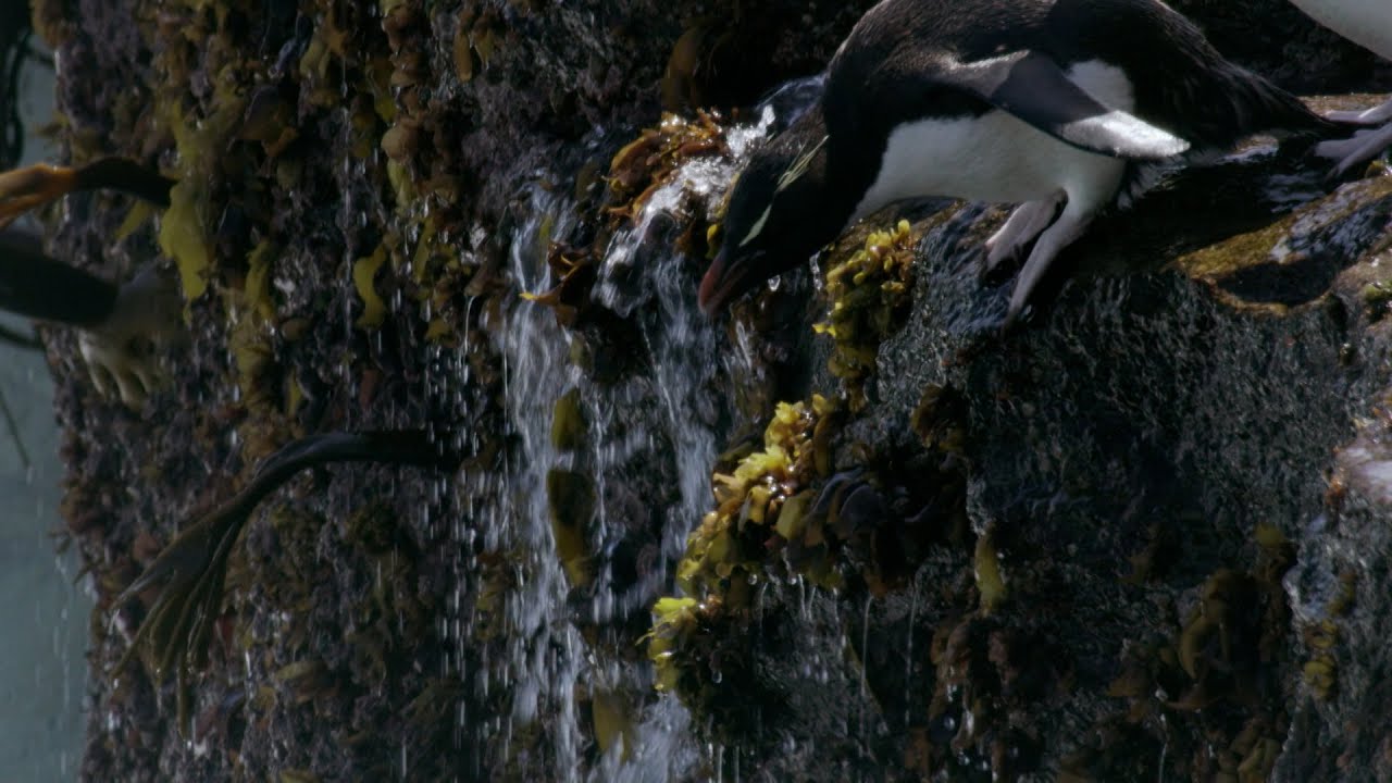 Il salto impavido di mamma pinguino - YouTube