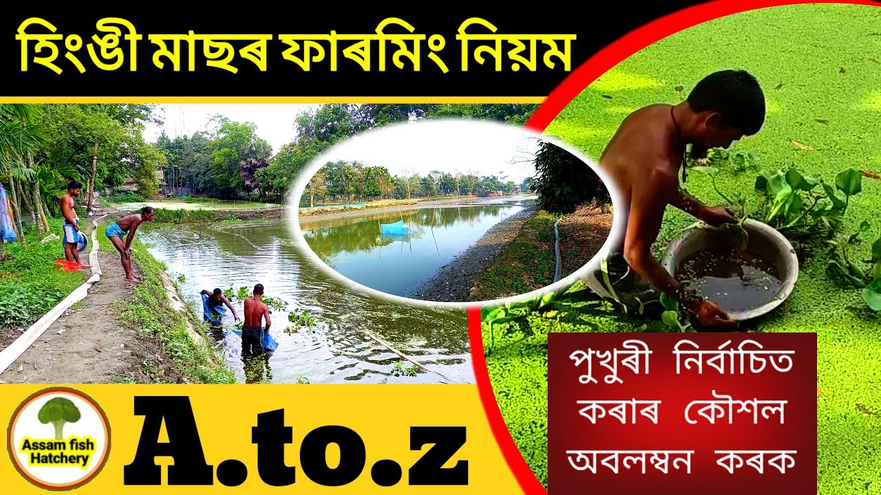 পুখুৰী নিৰ্বাচিত কৰাৰ কৌশল অবলম্বন কৰক // Assam fish Hatchery // Fish ...
