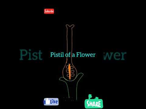 How to draw Pistil of a Flower || Easy Biology Diagram|| #shorts - YouTube