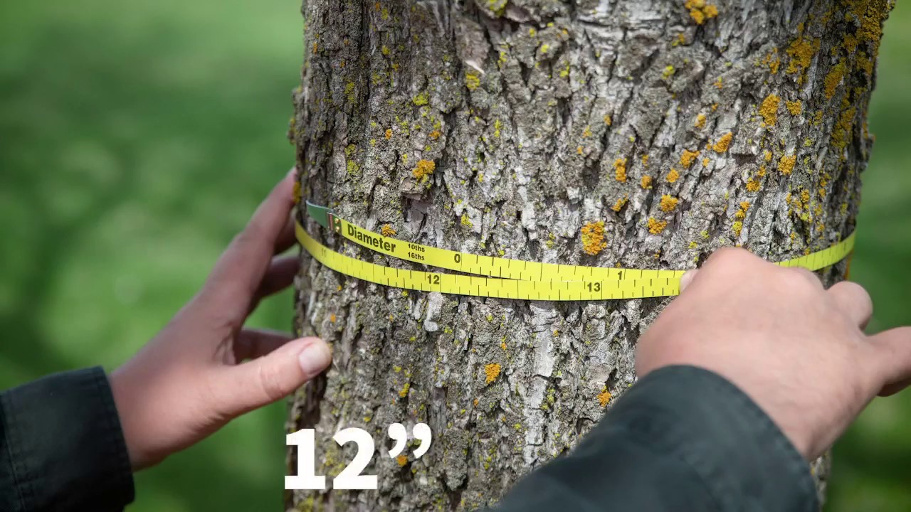 How to protect ash trees from emerald ash borer - YouTube