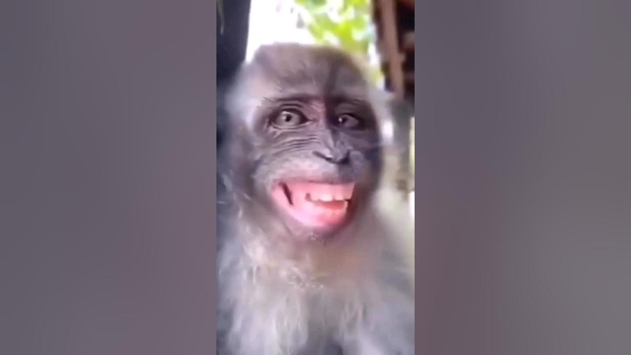 قرد مضحك بياخد صورة سيلفى Youtube