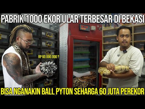 PABRIK 1000 EKOR ULAR TERBESAR DI BEKASI. BISA NGANAKIN BALL PITON SEHARGA 60 JT PEREKOR. MOPHAHOLIC