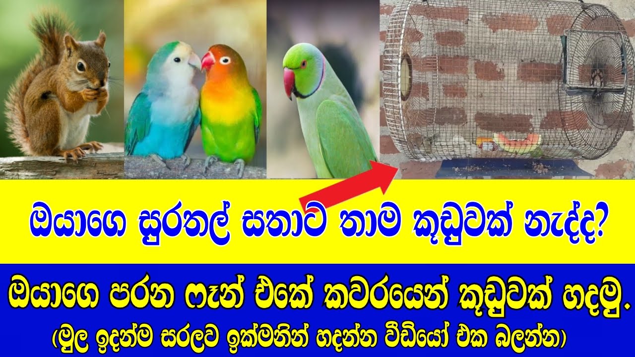How to Build Birds , Squirrels Cage at Home | ඔයාගෙ සුරතලාටත් ලස්සන ...