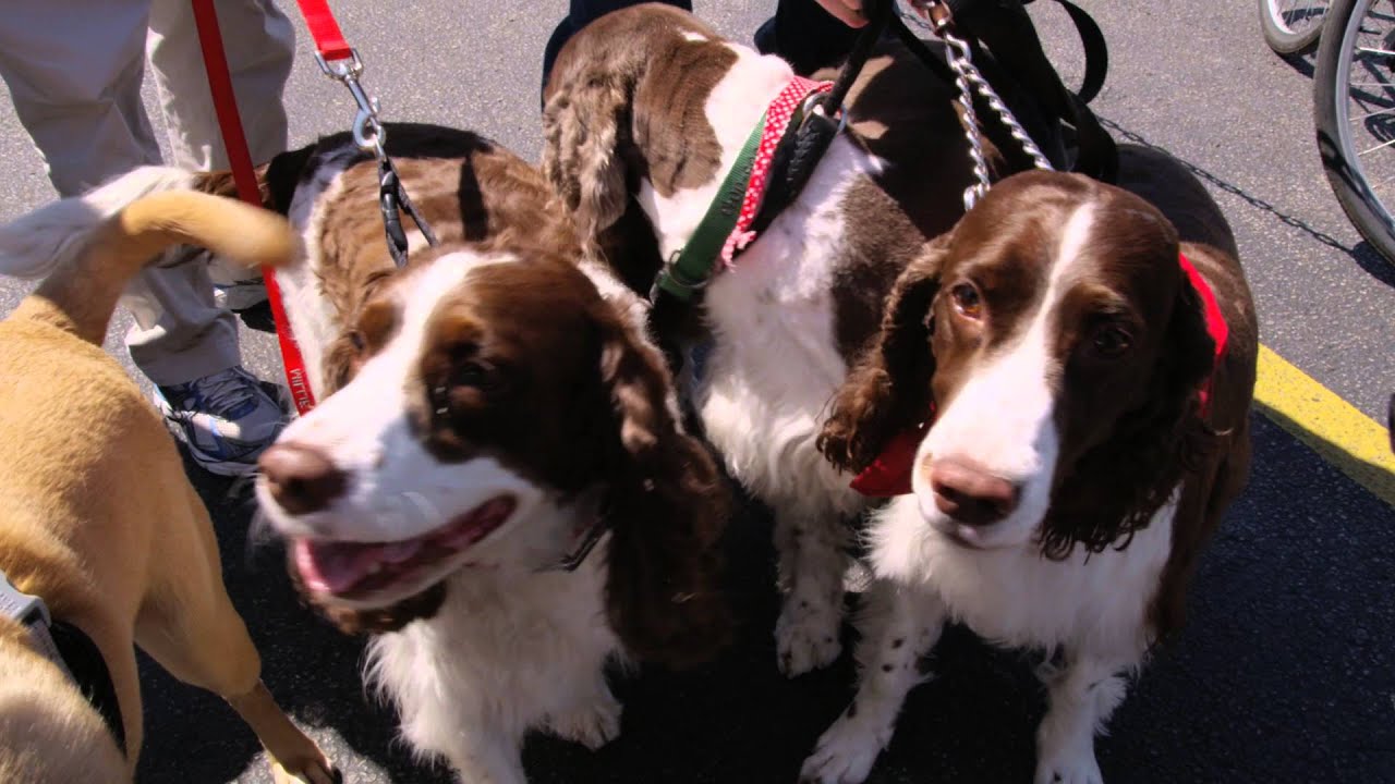2015 Oakley Pup Crawl for the National Canine Cancer Foundation - YouTube