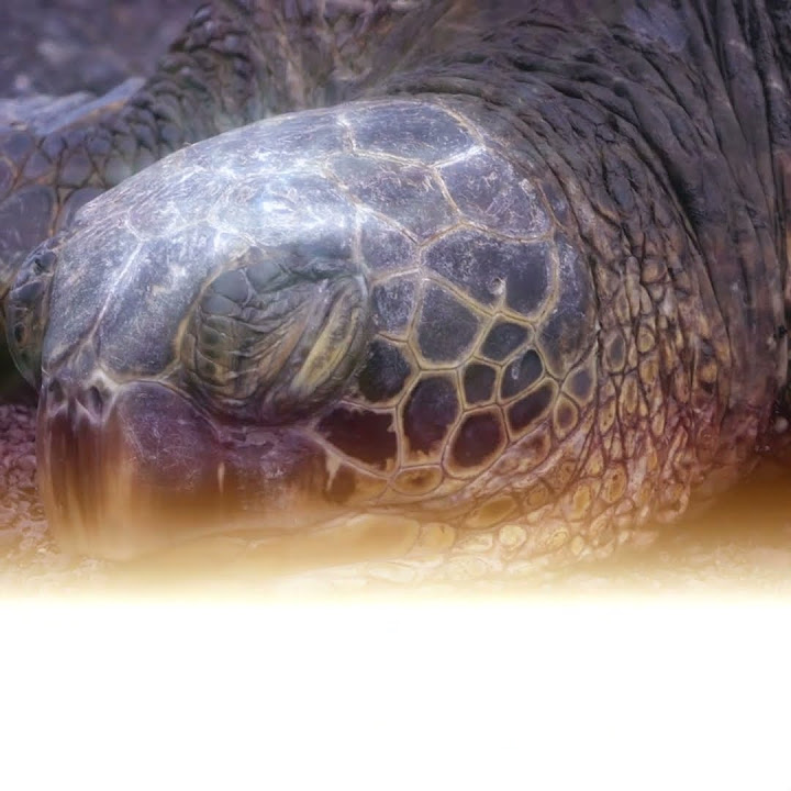 Uncovering the Mysteries of Sea Turtle Behavior - YouTube