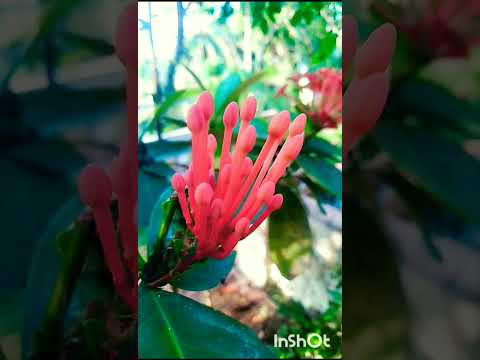 #relaxingmusithe thechi plant and flowers #nature - YouTube