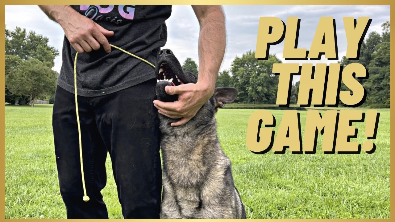 MUST PLAY GAME W/ YOUR DOG! EASY OBEDIENCE FOR A BALL! - YouTube