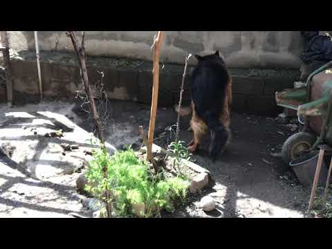 Alman kurtu çifleşmesi