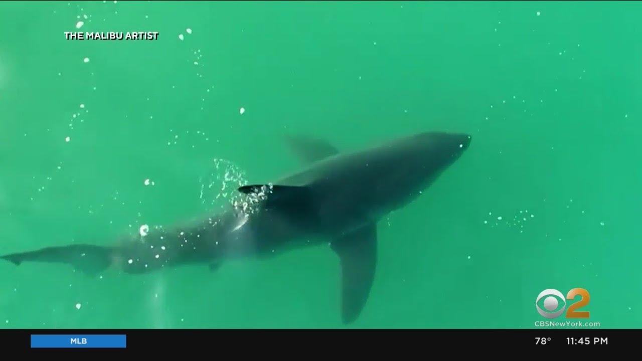 What's really behind the fear of sharks? - YouTube