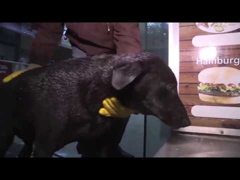 Fethi Sekin'in köpeği \