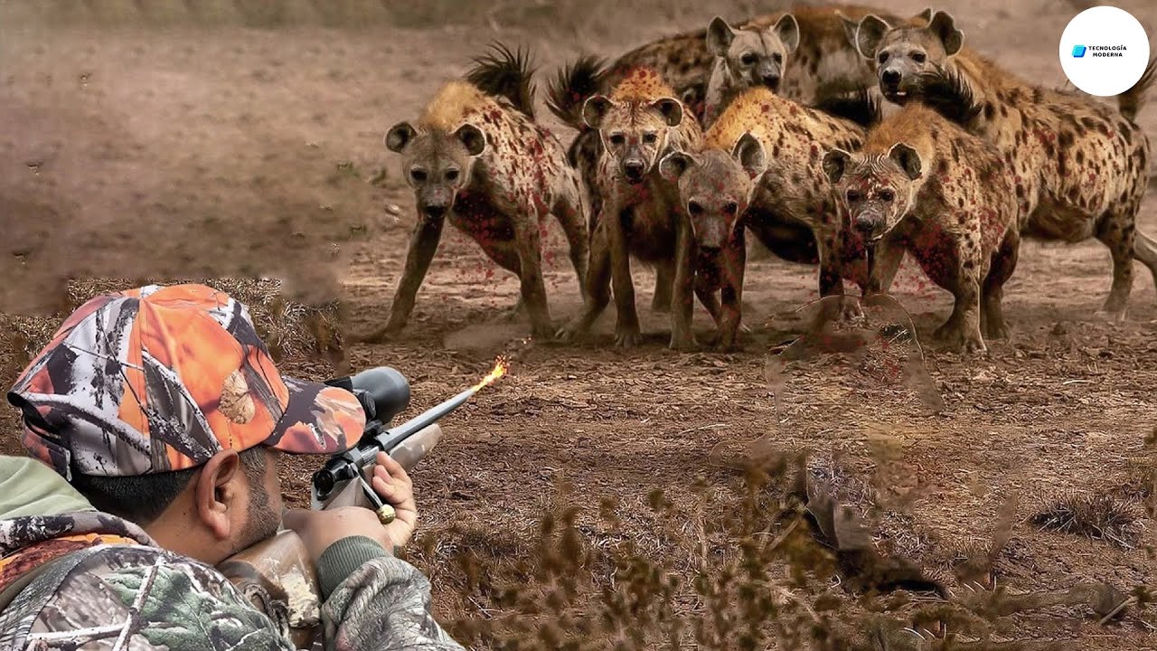 ¿Cómo Cazan Los Cazadores Kenianos Millones De Hienas? - YouTube