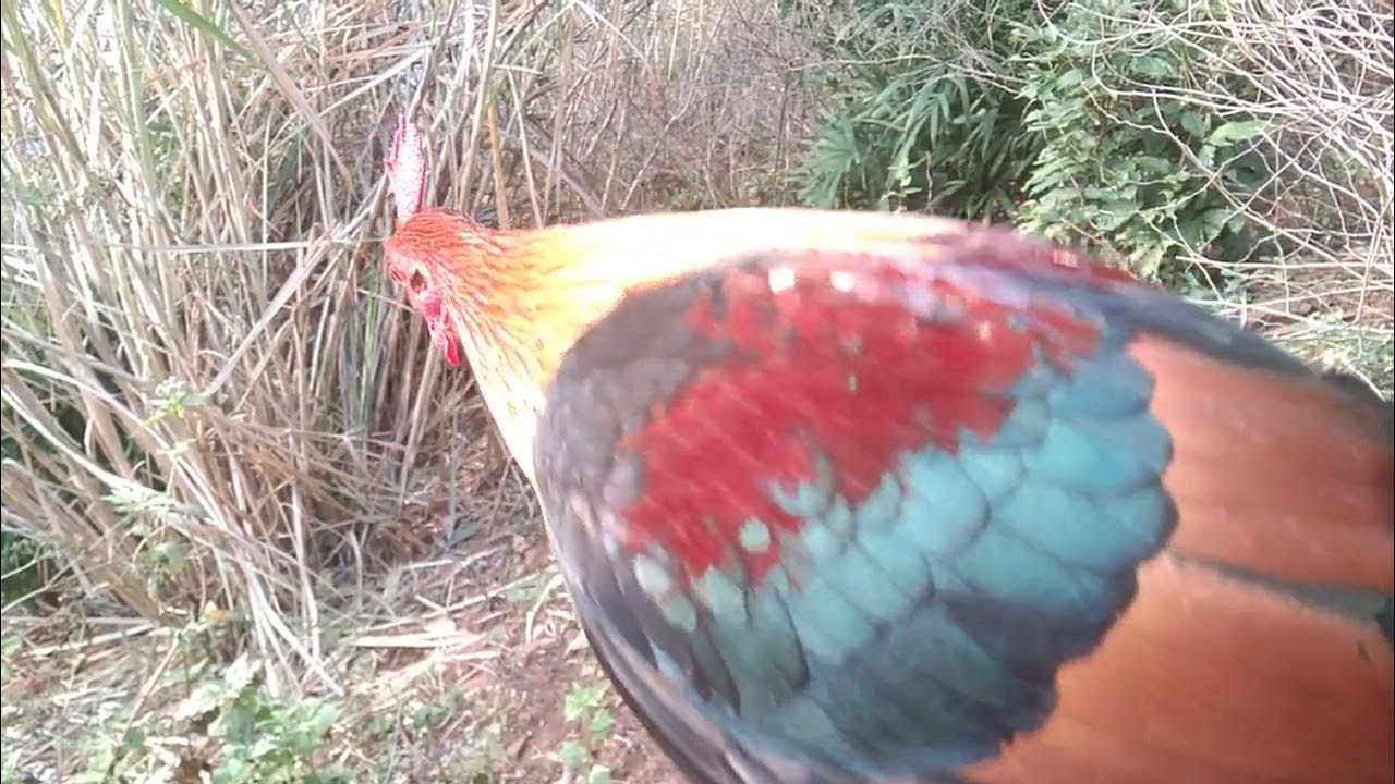 cuab qaib qus tuaj zoo kawg,01,2,2023 - YouTube