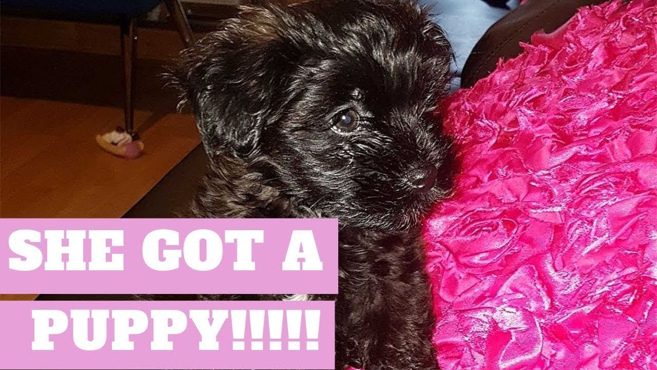 SURPRISED her with a PUPPY! (EMOTIONAL) - YouTube