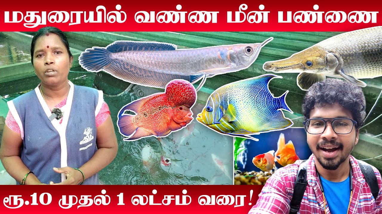 Fish Farm | Meen Pannai Tamil | Flowerhorn Fish | Alligator Fish ...
