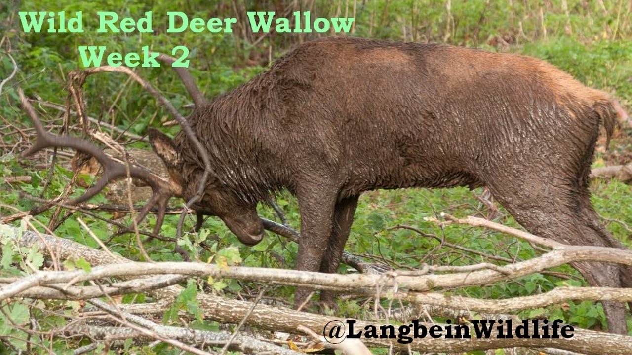 Wild Red deer wallow - Rutting time Part 2 - YouTube