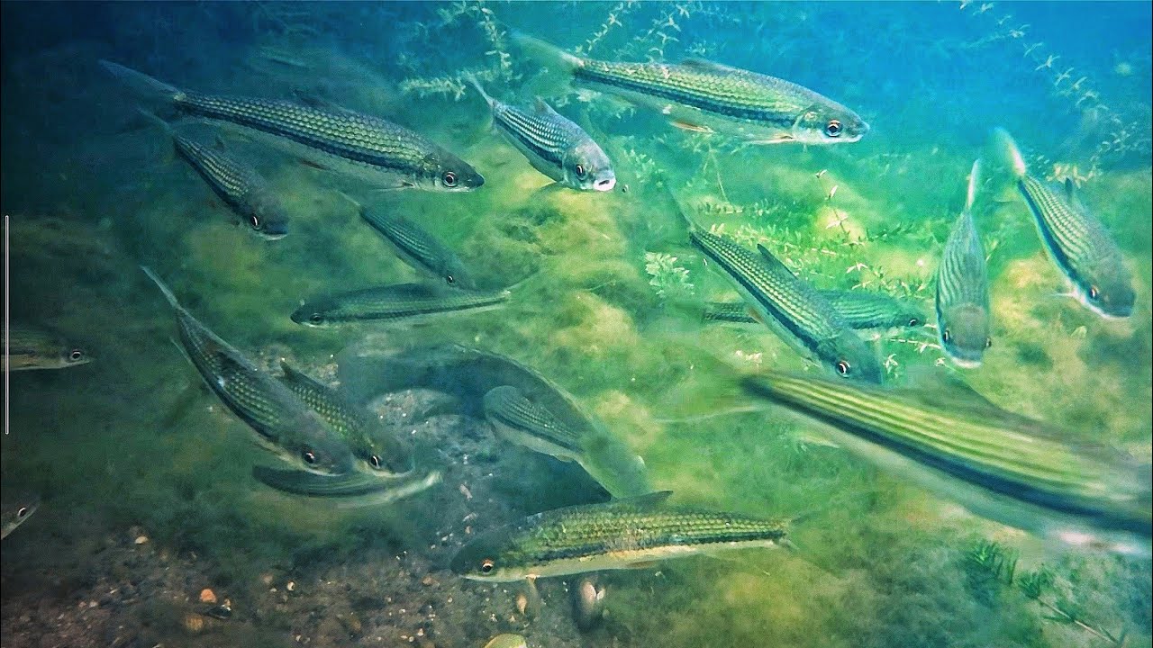 🌊🐟Small River More Fishes /Beautiful Nature Videography /How To - YouTube