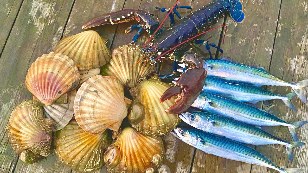 Fishing, Incredible Underwater footage and Cooking - THIS VIDEO HAS IT ...