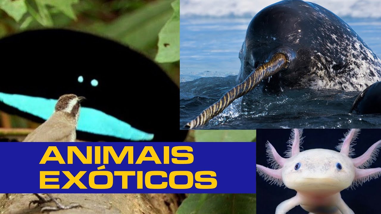 Animais Mais Exóticos do Mundo: Descubra a Fascinante Diversidade da ...