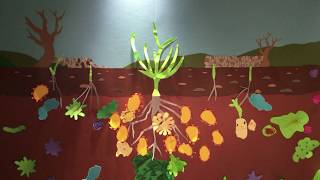 PLANT MICROBIOME TO THE RESCUE FILM