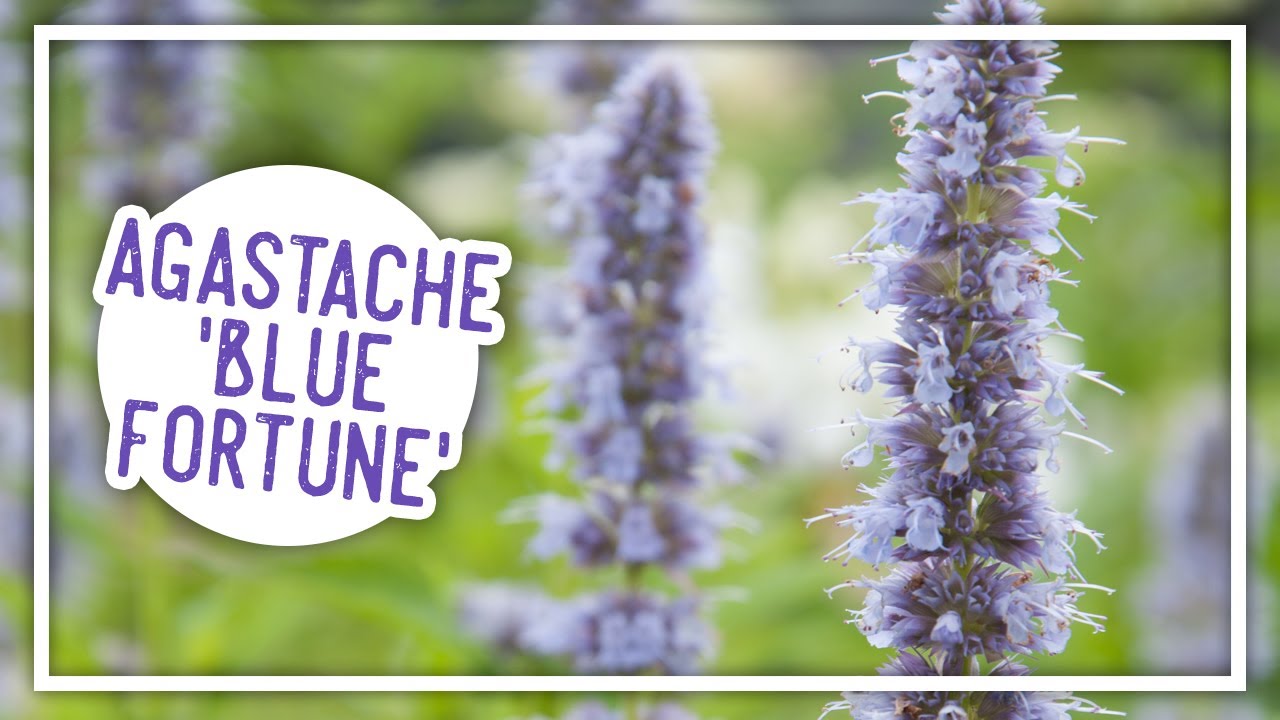 Plant of the Week: Agastache Blue Fortune - YouTube