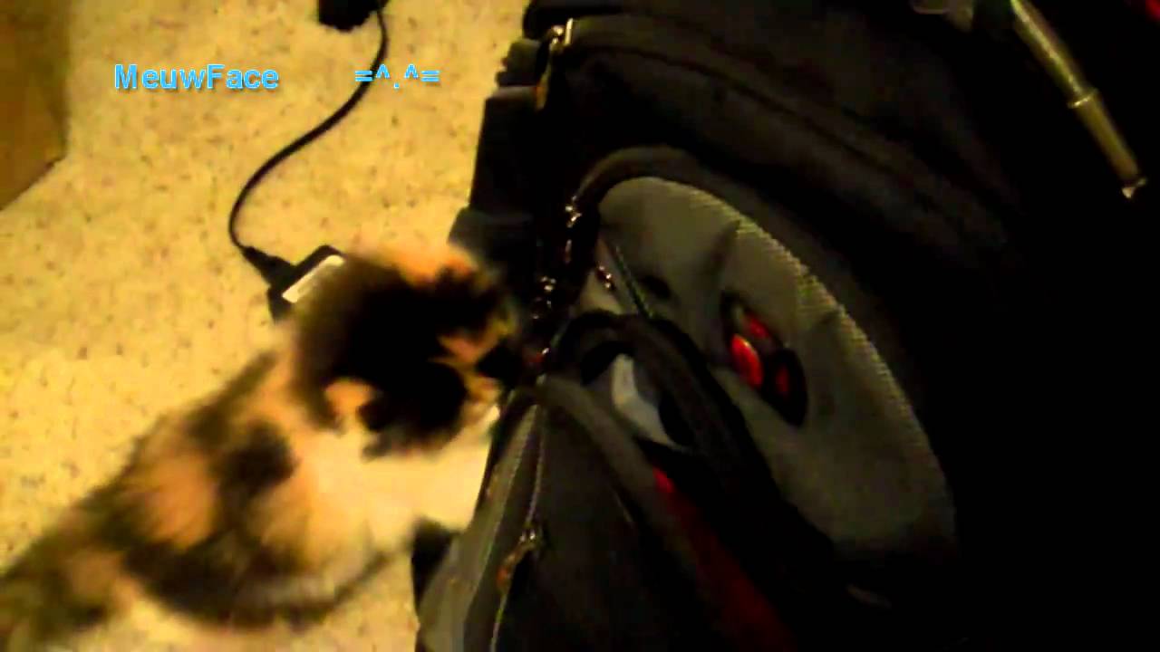 Meuw Face - Let Me INNNN!!! - YouTube