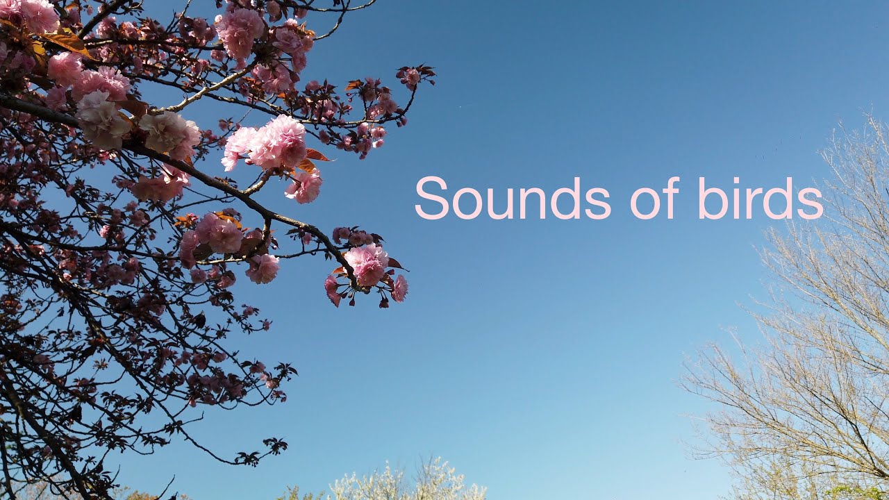 Spring flowers and soothing sounds of birds - YouTube
