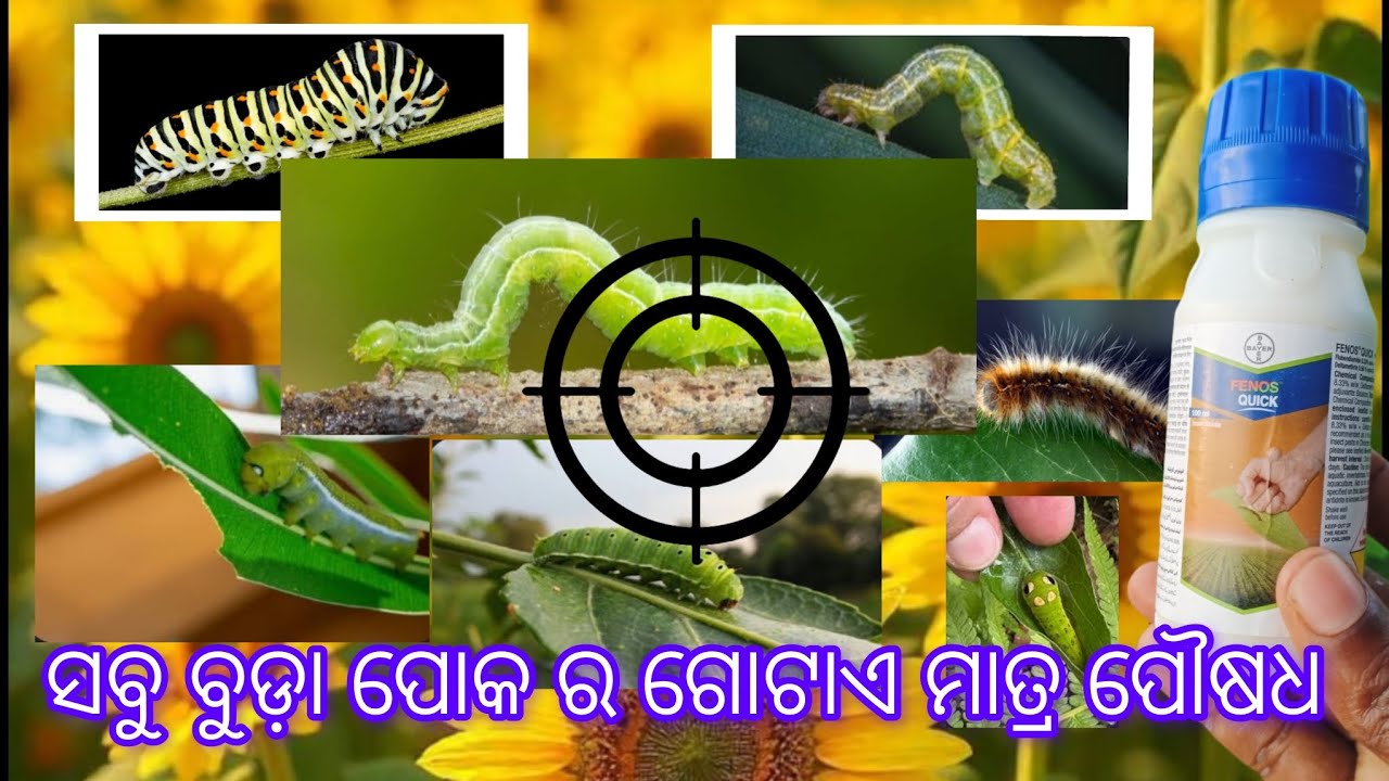 ବୁଡା ପୋକ ନିୟନ୍ତ୍ରଣ 🌿🌾🌿 Fenos Quick insecticide review 🐛🪲🦗 - YouTube
